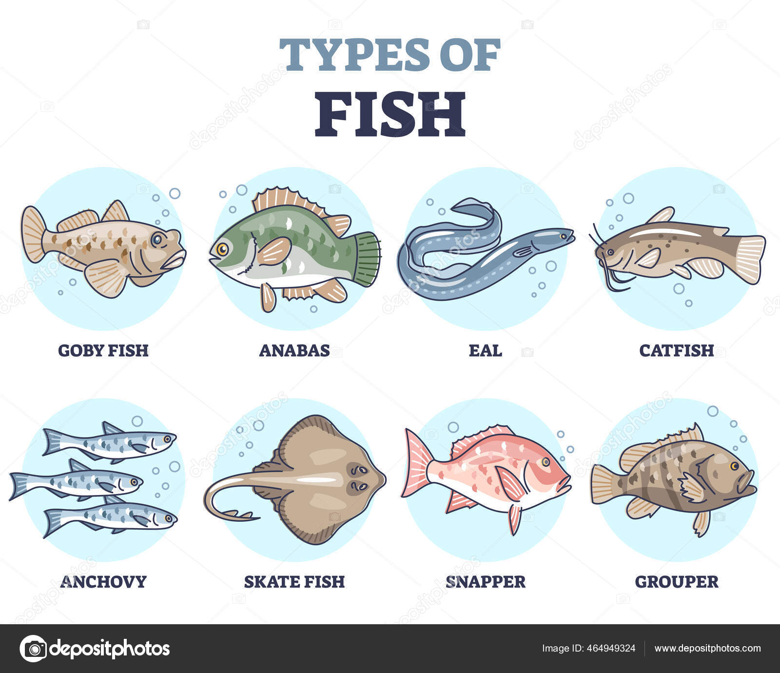 Image vectorielle Types de poissons comme espèces sauvages sous-marines ...