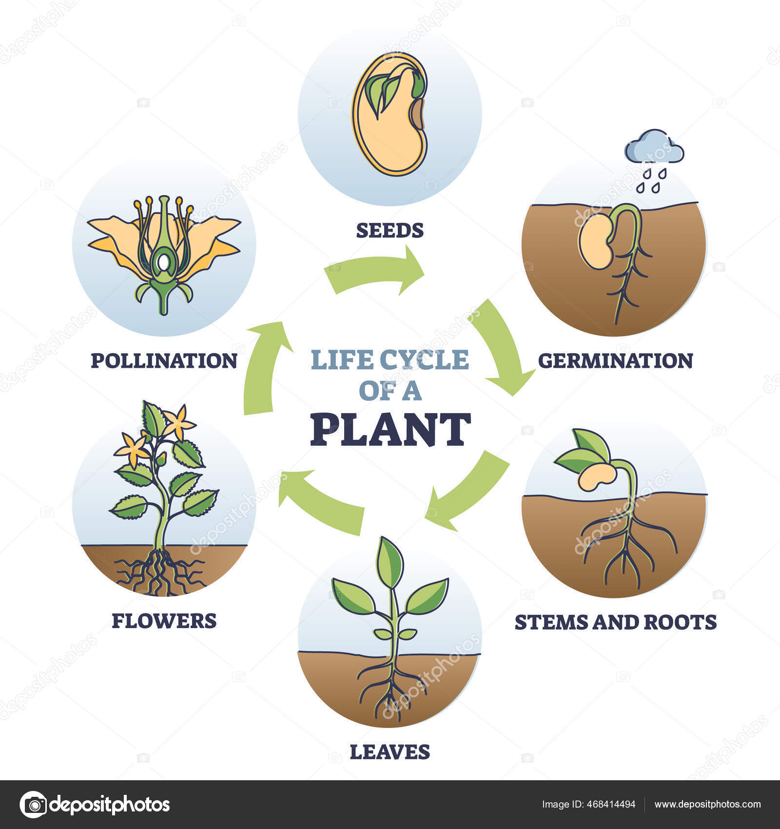 Ciclo de vida de la planta con crecimiento de semillas en diagrama de ...