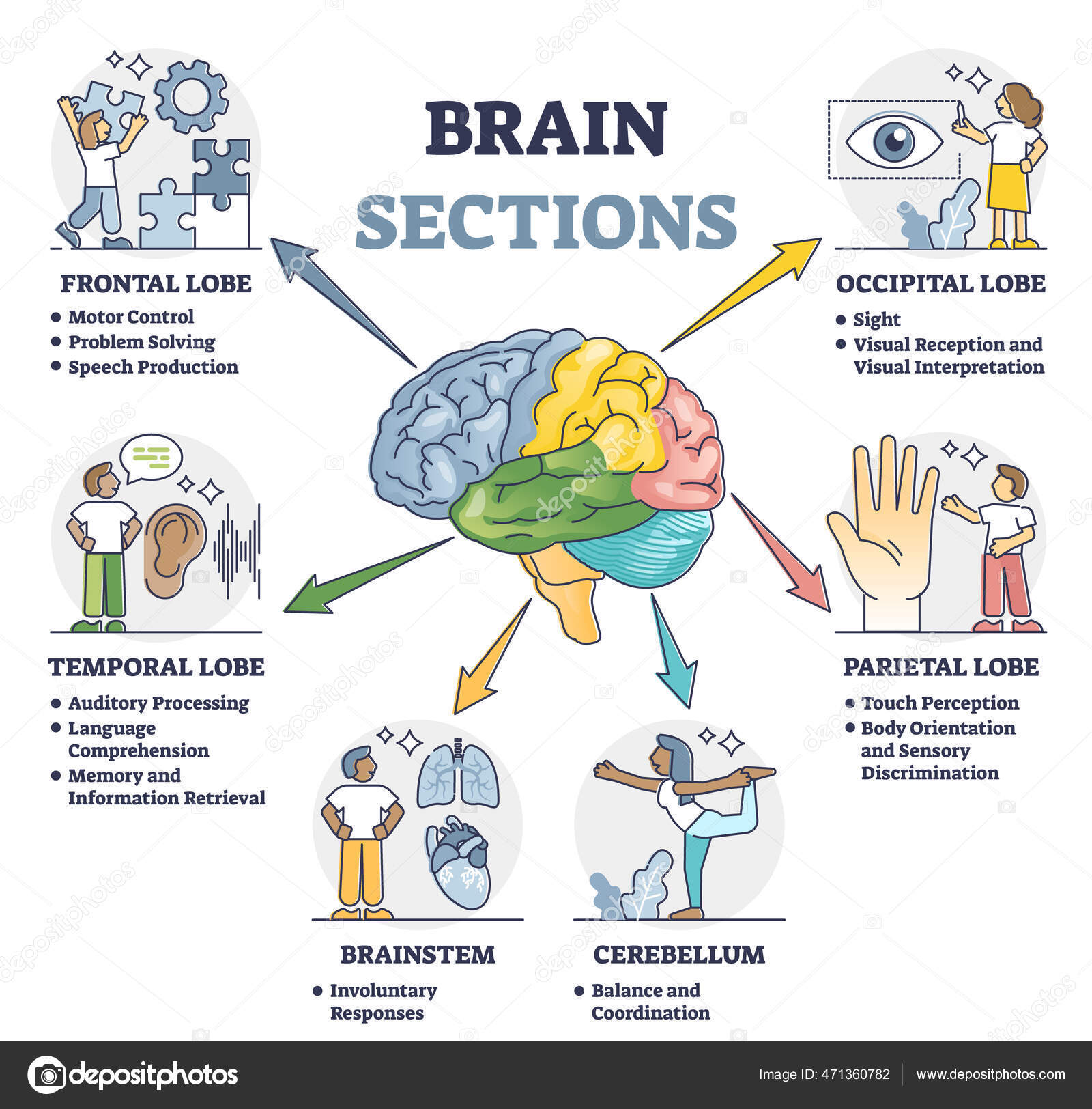 Brain sections and organ part functions in labeled anatomical outline ...