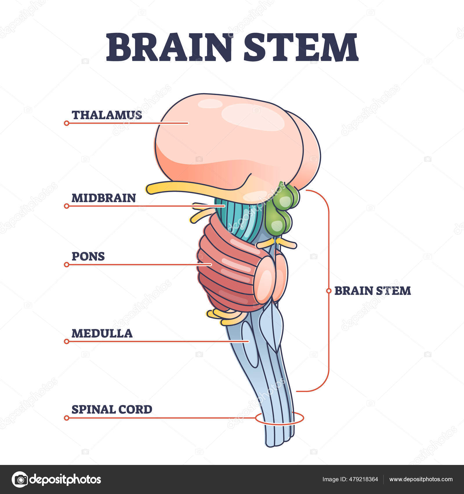 Brainstem Diagram Labeled Brain Anatomy – Introduction To