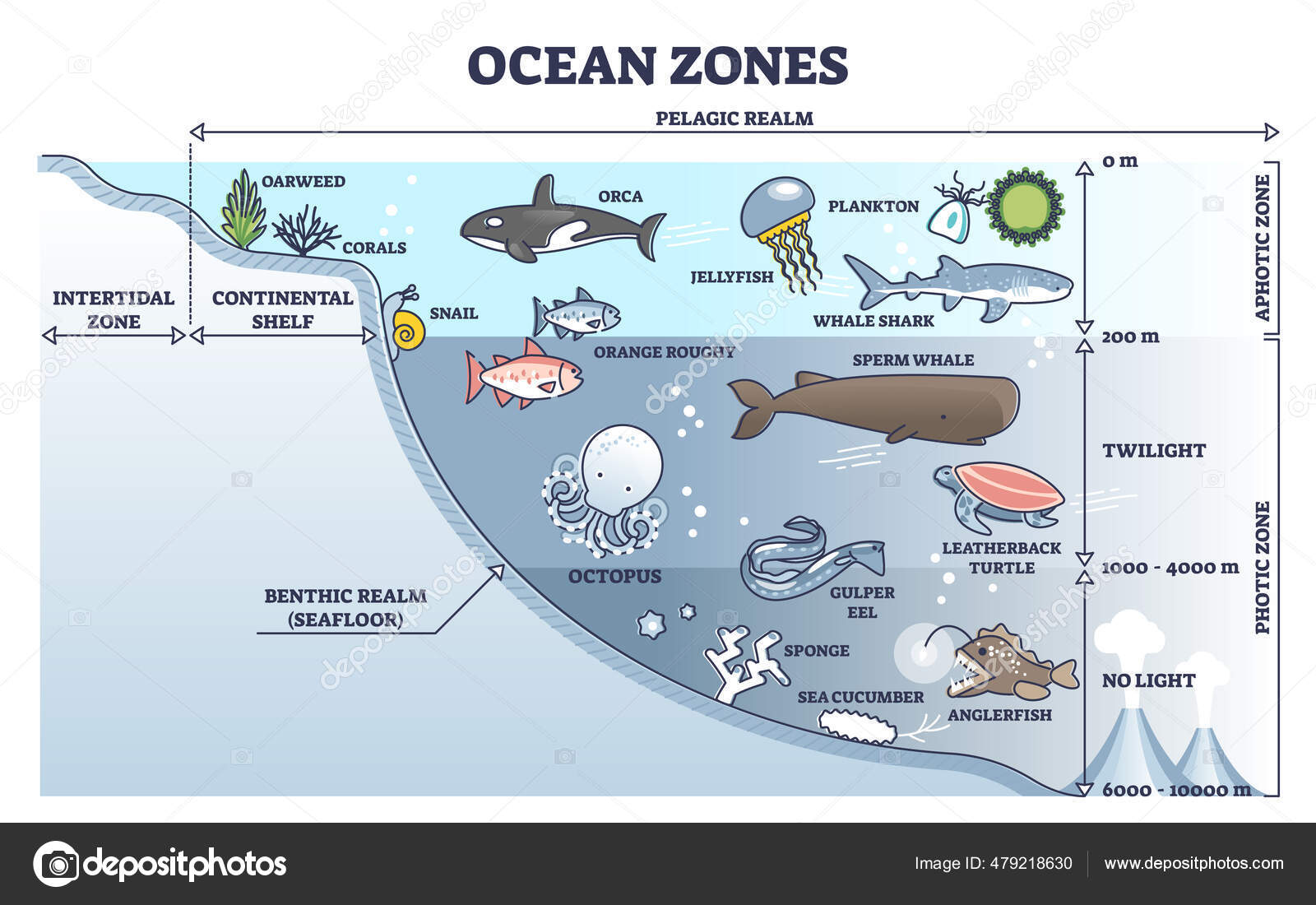 División de zonas oceánicas con profundidad o penetración de luz en el ...