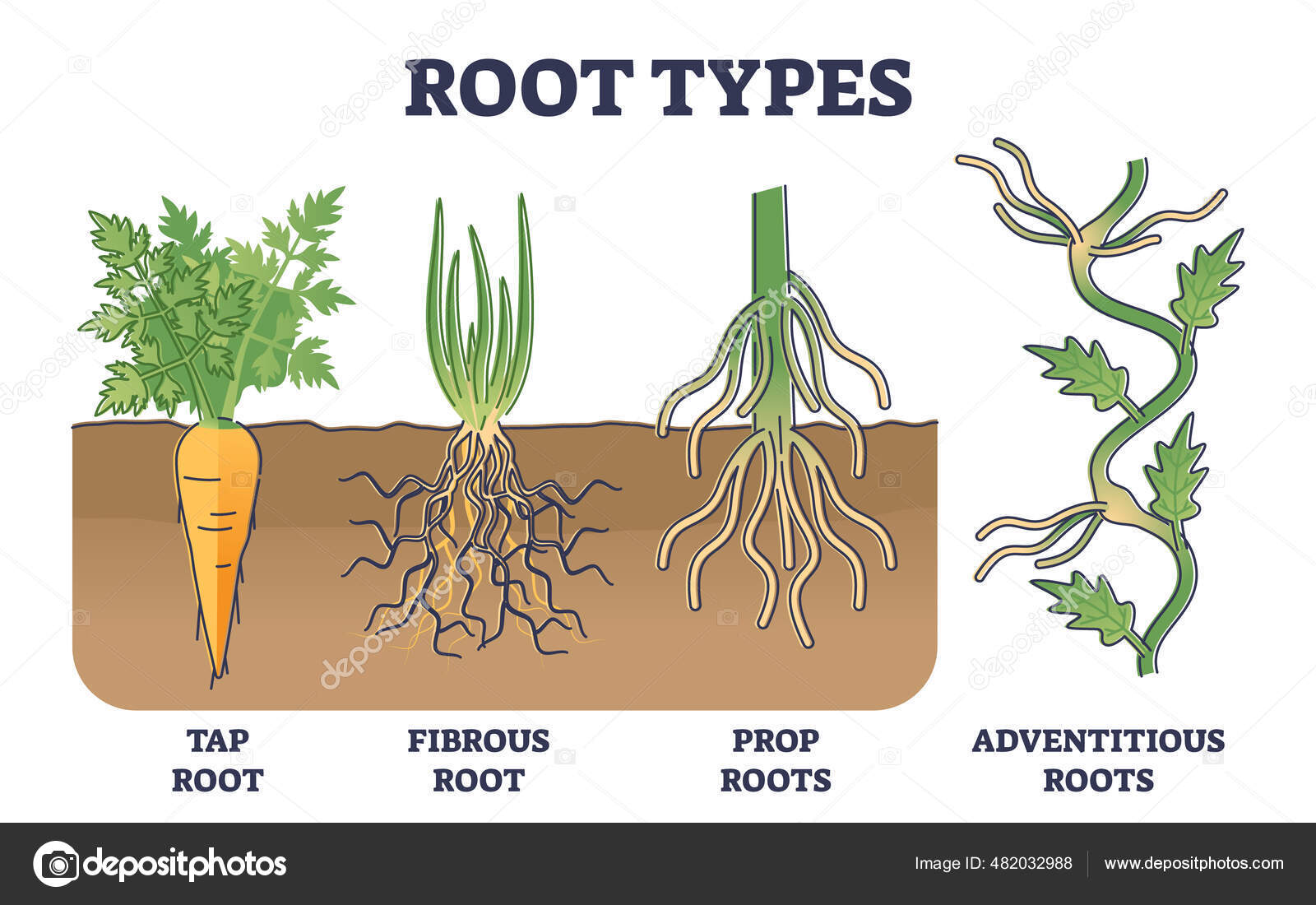 Diagrama De Raizes De Plantas Diagrama De Fluxo Do Modelo De