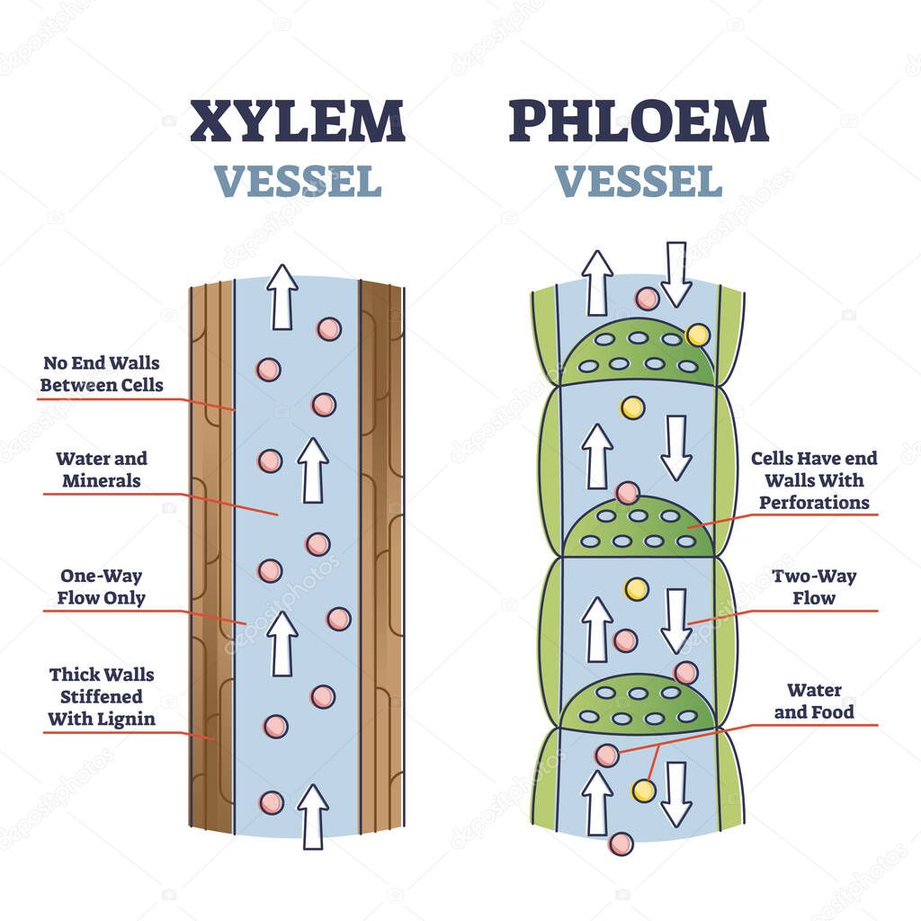 Diagrama De Xilema Y Floema Del Apio Tejidos Vegetales