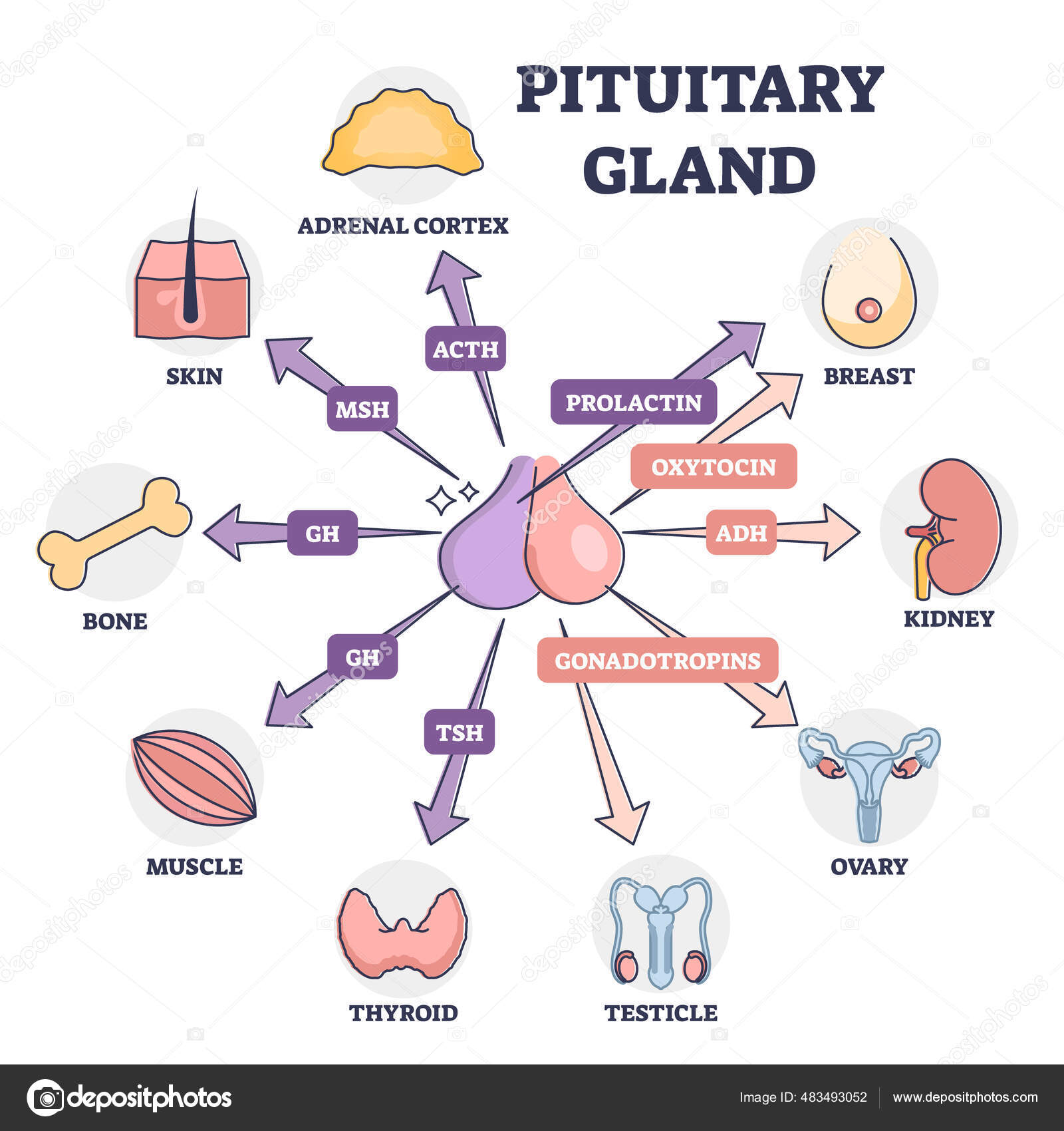 Pituitary Hormones