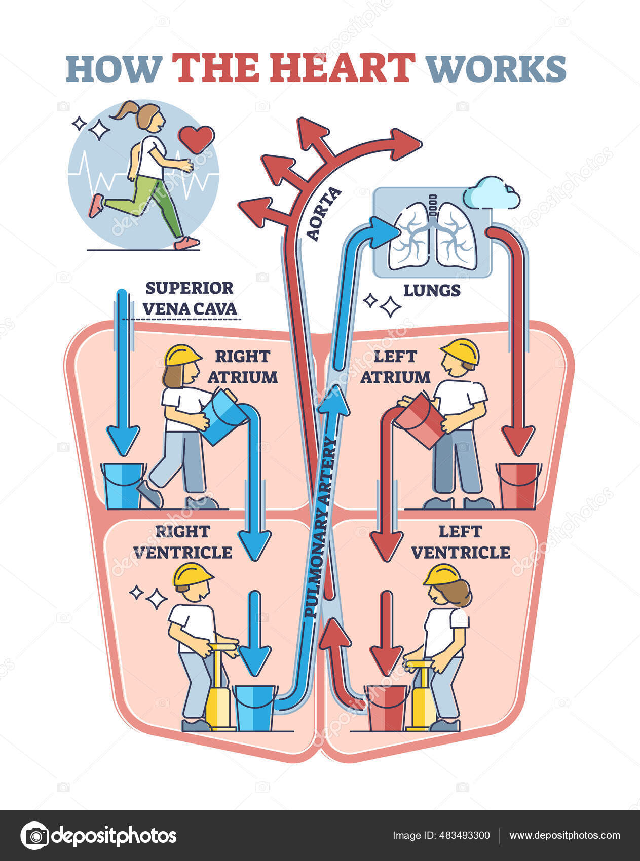 How heart works explanation with inner human organ function outline ...