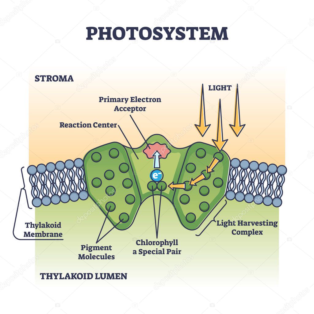 Diagrama Del Estroma File:Figura 2 Inhibidor.png Wikimedia Commons
