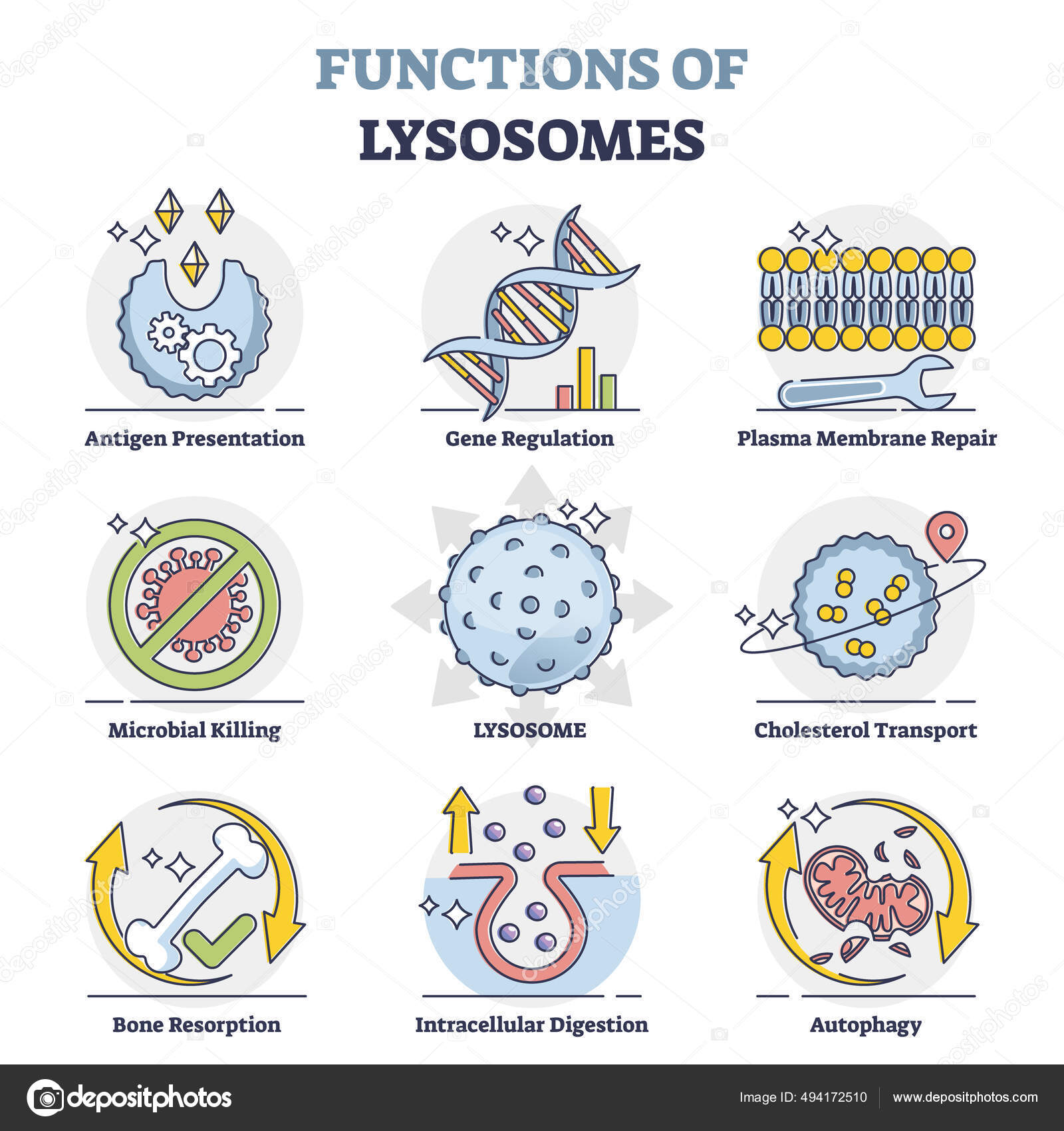 Funções dos lisossomos com conjunto de coleção de contorno de ...