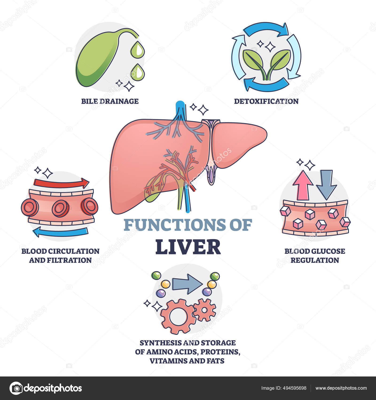 Functions of liver as healthy body organ description outline collection ...