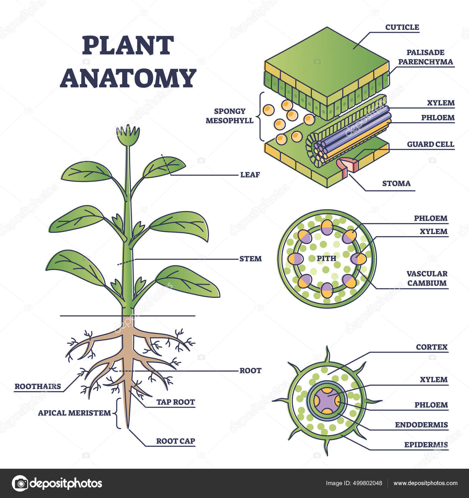 Estructura De La Planta