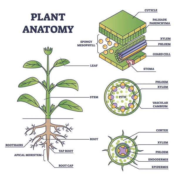 Anatomía de la planta con estructura y vista lateral interna partes ...