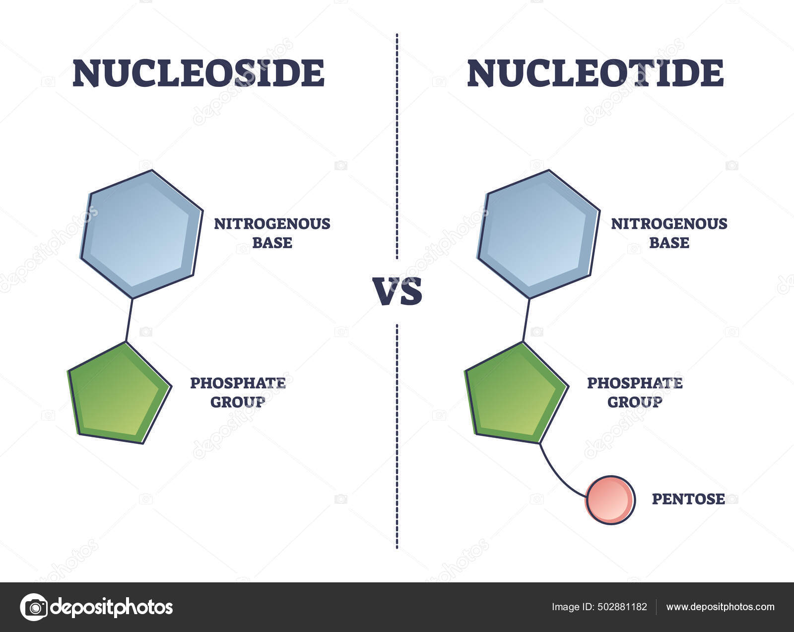 Nucleotide Labeled Diagram