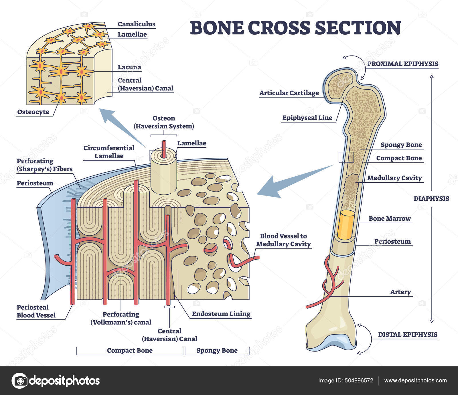 Bone cross section and isolated anatomical detailed structure outline ...