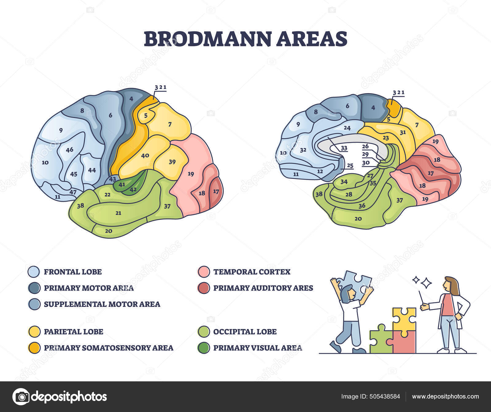Corona Brodmanns Areas COVID 19 Is Associated With Changes In Brain