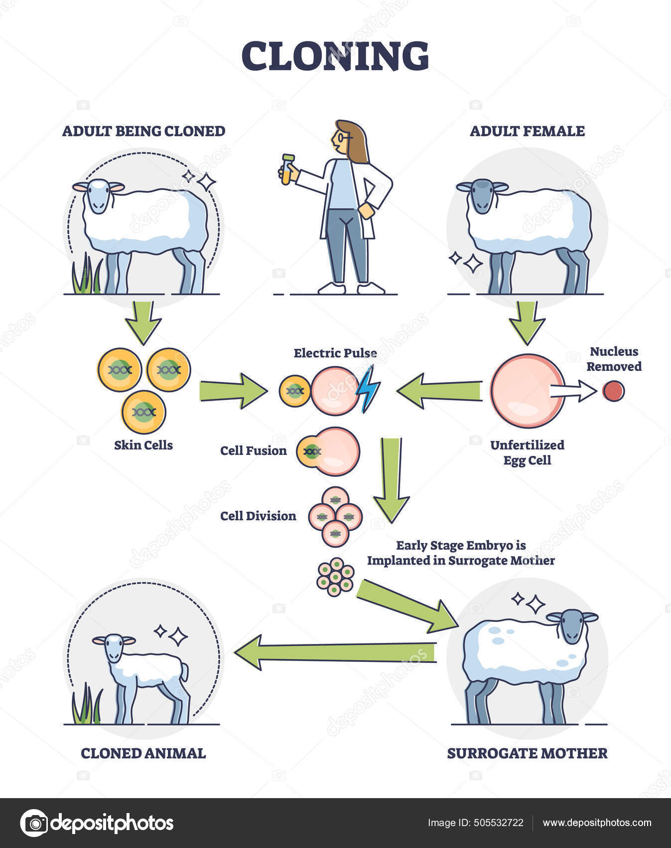 Cloning process explanation with adult sheep creation stages outline ...