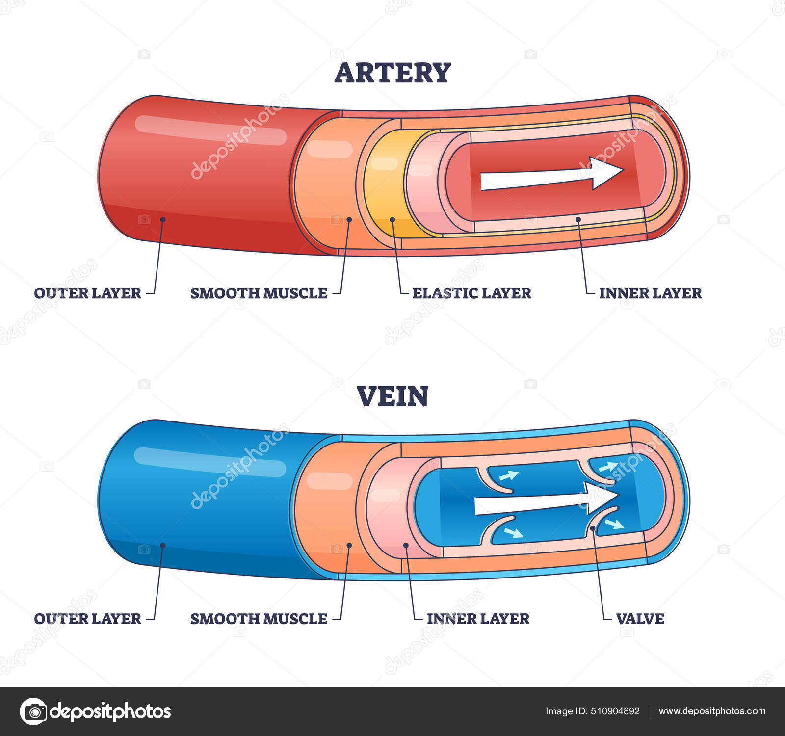 Estructura de la arteria vs vena en comparación con las diferencias ...
