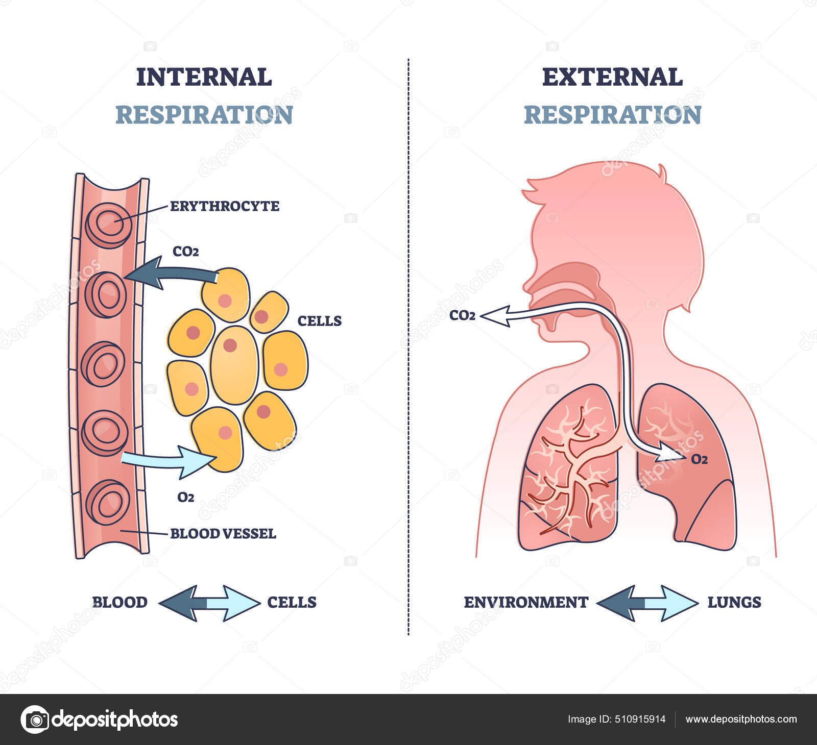 Sistem pernapasan internal vs eksternal dengan diagram pertukaran udara ...