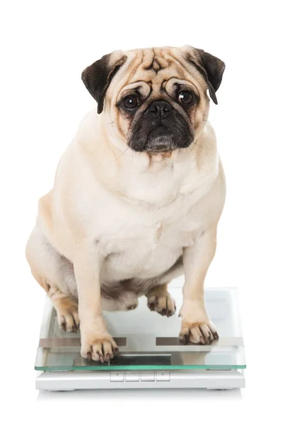 Dog weight scale Stock Photos, Royalty Free Dog weight scale Images ...