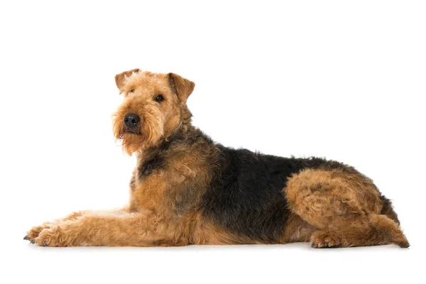 Erdel terrier Stock Photos, Royalty Free Erdel terrier Images ...
