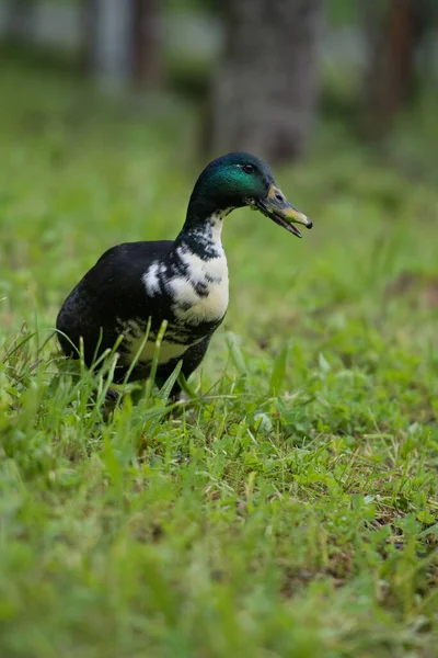 Pato filipino Stock Photos, Royalty Free Pato filipino Images ...