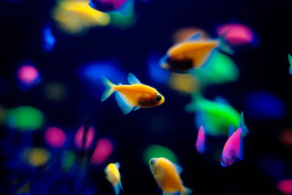 Imágenes de Peces que brillan intensamente, fotos de Peces que brillan ...