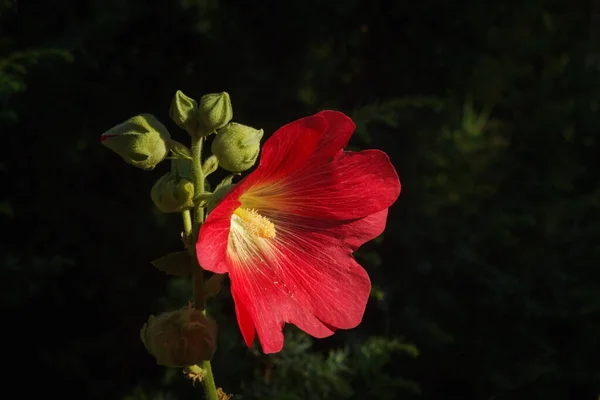 Number in bloom Stock Photos, Royalty Free Number in bloom Images ...