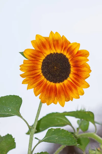 Decorative sunflower on a light background - Stock Image - Everypixel