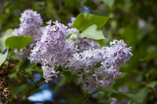Syringa flowers Stock Photos, Royalty Free Syringa flowers Images ...