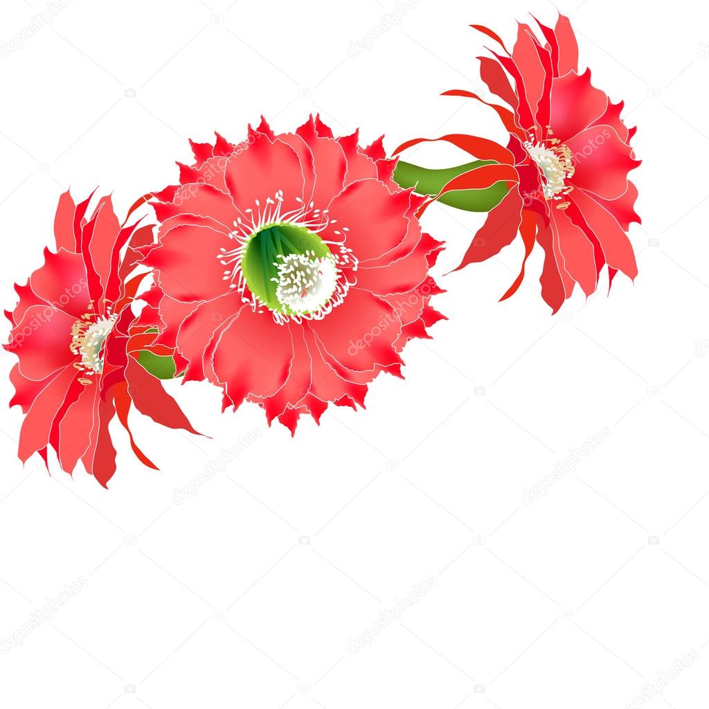 Cactus Flower Clip Art