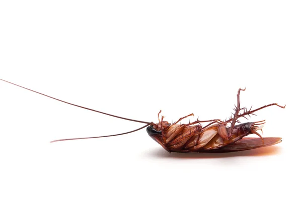Dead cockroach lying on its back Stock Photo by ©stockarch 52273189