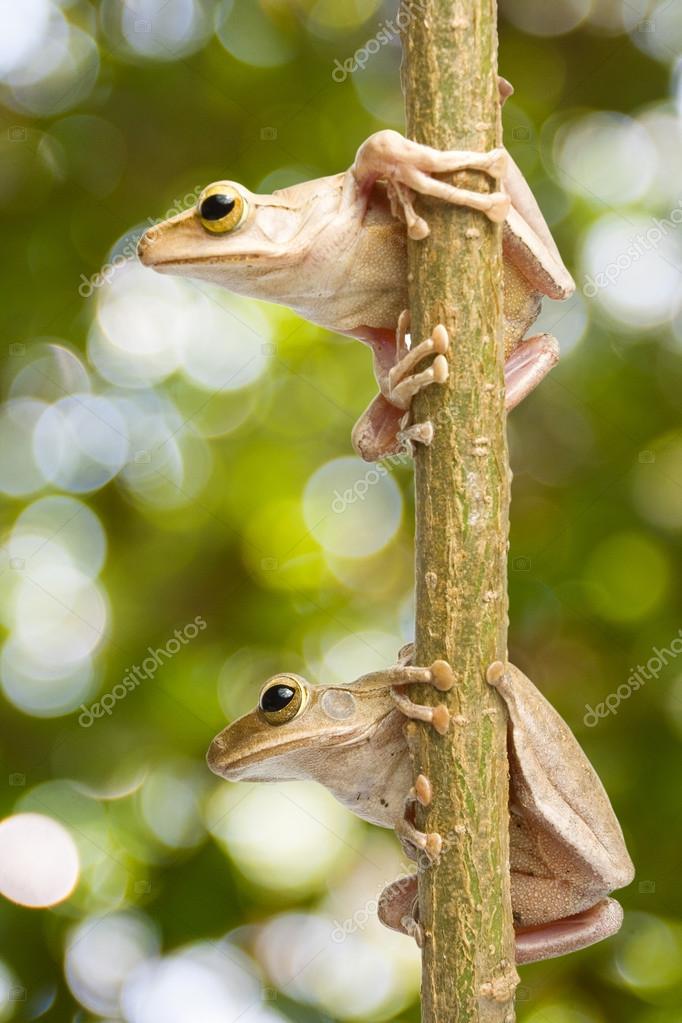 Two, frog Stock Photo by ©photousvp77 58835087