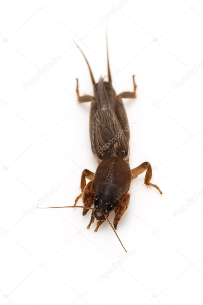 Mole cricket Stock Photo by ©photousvp77 58847955
