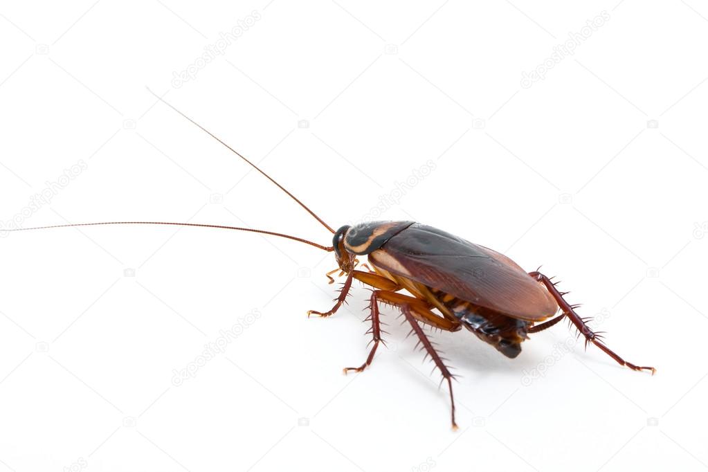 Cockroach Stock Photo by ©photousvp77 59096589