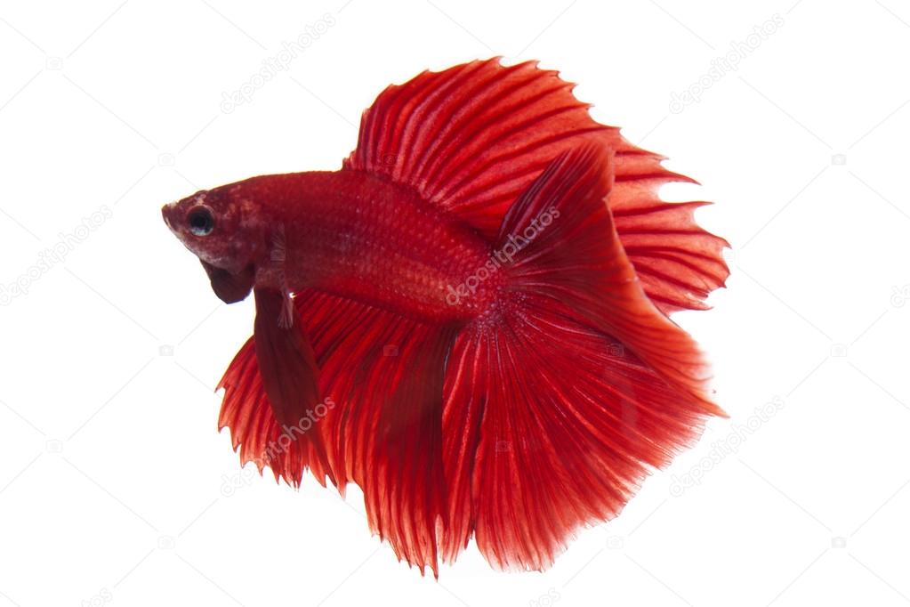 Siamese fighting fish, Stock Photo by ©photousvp77 60909701