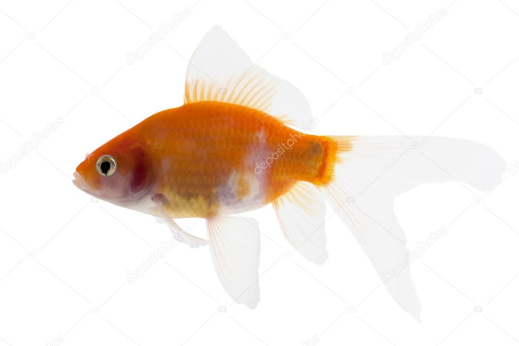 Golden koi fish — Stock Photo © photousvp77 #60916129
