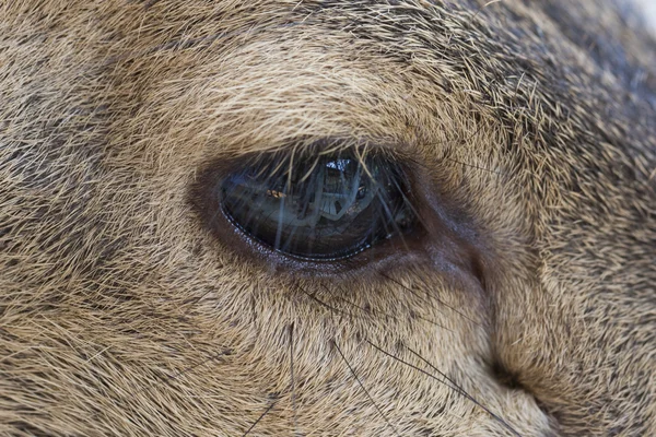 Deer eye close up | Deer eye close-up — Stock Photo © nejron #12473562