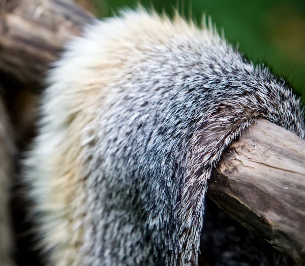 Fotos de Pele de lobo, Imagens de Pele de lobo sem royalties ...