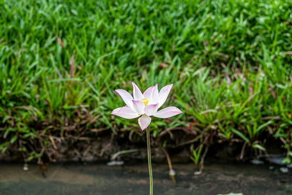 Ablution flower Stock Photos, Royalty Free Ablution flower Images ...