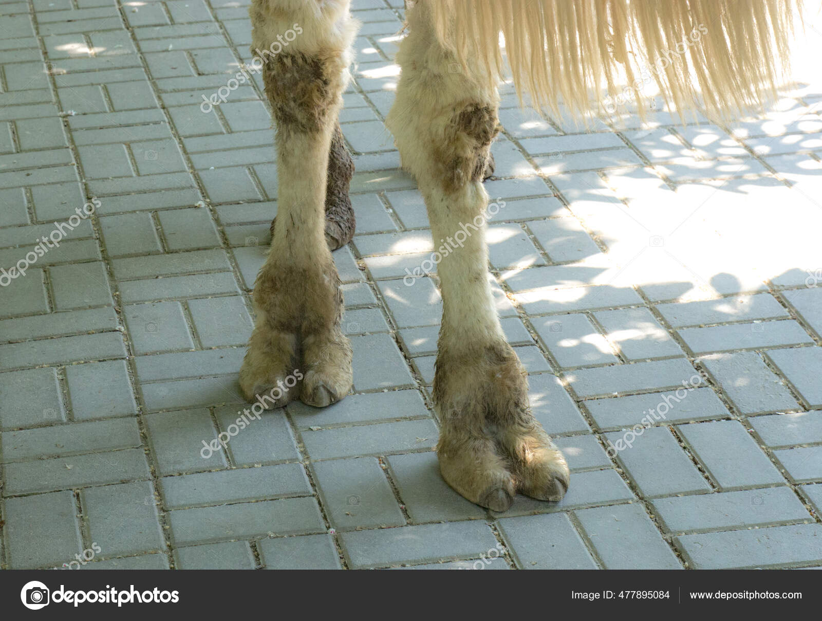 Two Legs Camel — Stock Photo © KAZKZ #477895084