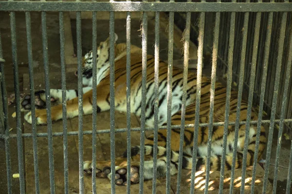 Wild animals suffering Stock Photos, Royalty Free Wild animals ...