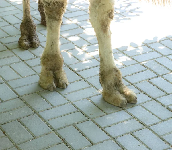 Pieds de chameau Stock Photos, Royalty Free Pieds de chameau Images ...
