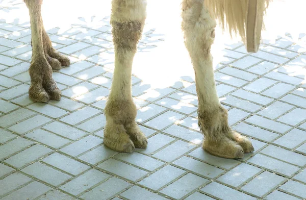 Camel legs fotos de stock, imágenes de Camel legs sin royalties ...