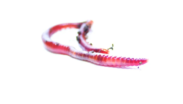 Rose worm Stock Photos, Royalty Free Rose worm Images | Depositphotos