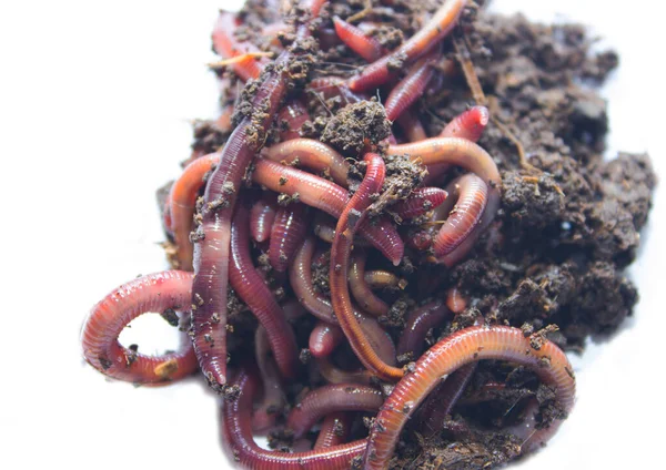 Vermicultura vermes Stock Photos, Royalty Free Vermicultura vermes ...