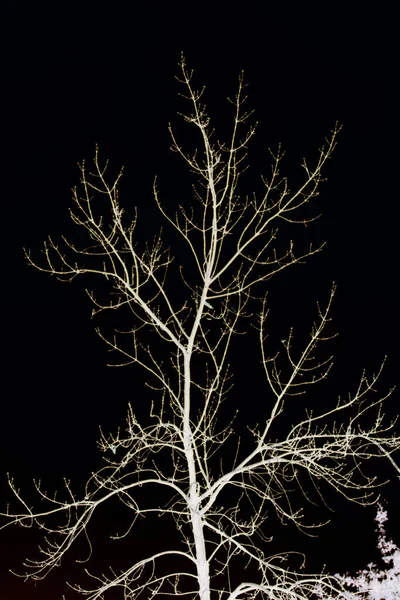 Night tree Stock Photos, Royalty Free Night tree Images | Depositphotos