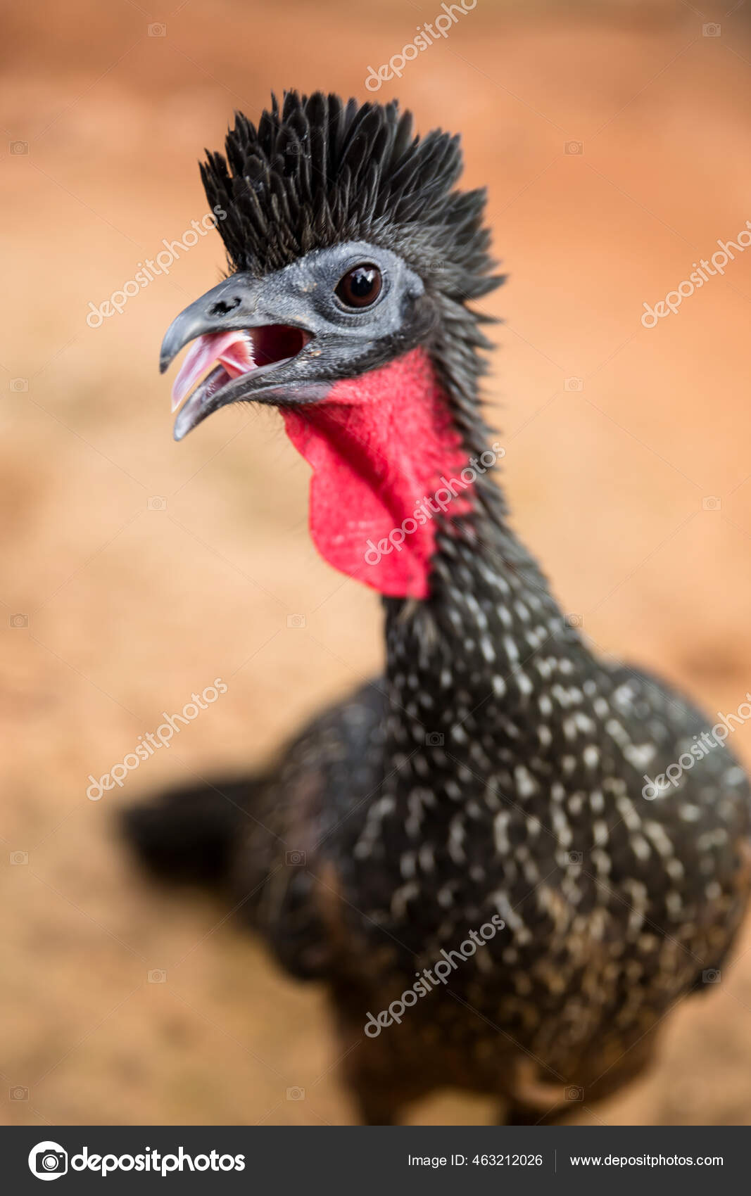 Image Spix's Guan Penelope Jacquacu More Known Jungle Turkey Peru ...
