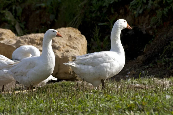 Farmland geese Stock Photos, Royalty Free Farmland geese Images ...