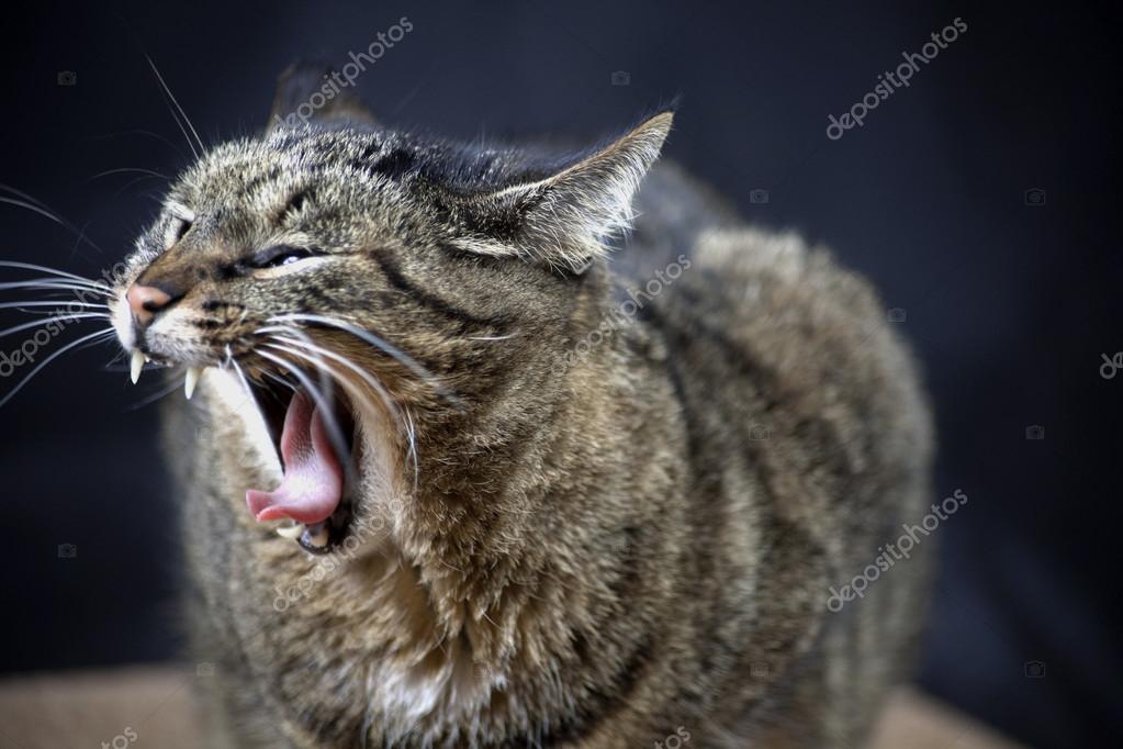 Cat Hissing Side View