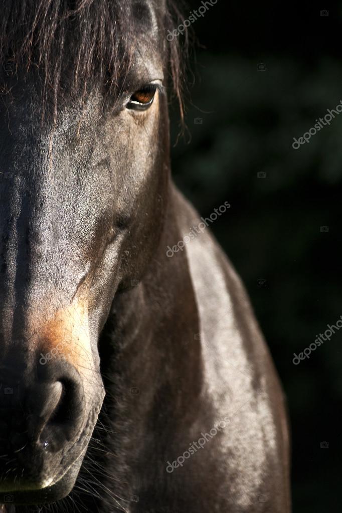 Horse Head Front View Close Up