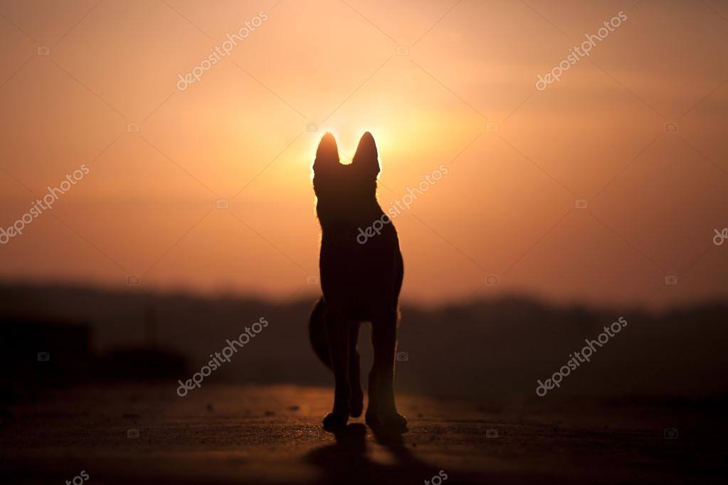 Silueta de contraluz para perros al atardecer 2024