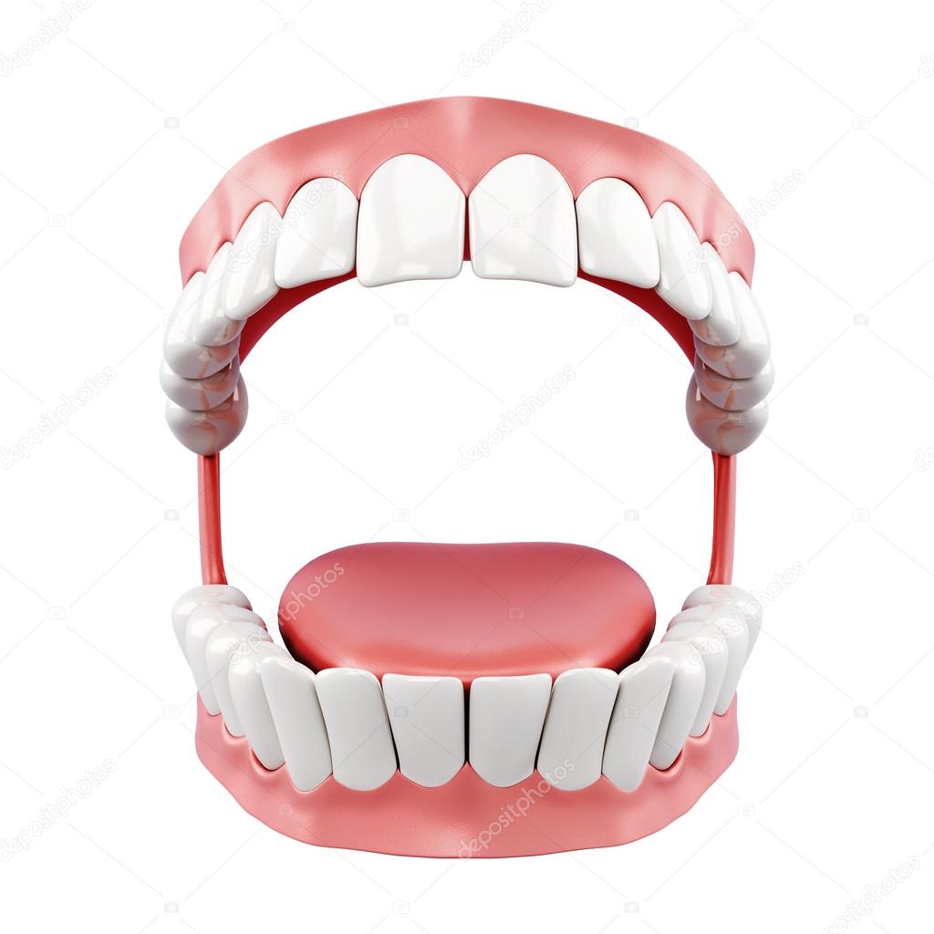 Modèle 3d de mâchoire humaine sur fond blanc — Photo de stock par ...